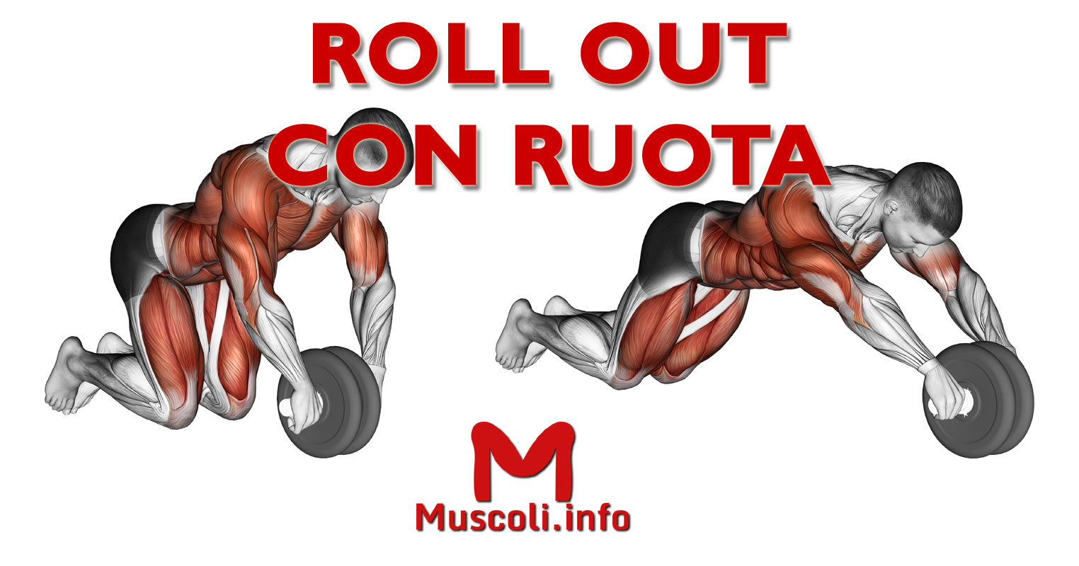Roll out con ruota - esercizio per addominali - Muscoli.info Roll out con ruota - esercizio per addominali - Muscoli.info