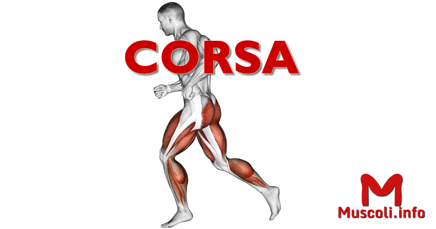 Corsa - esercizio cardio per le gambe - Muscoli.info