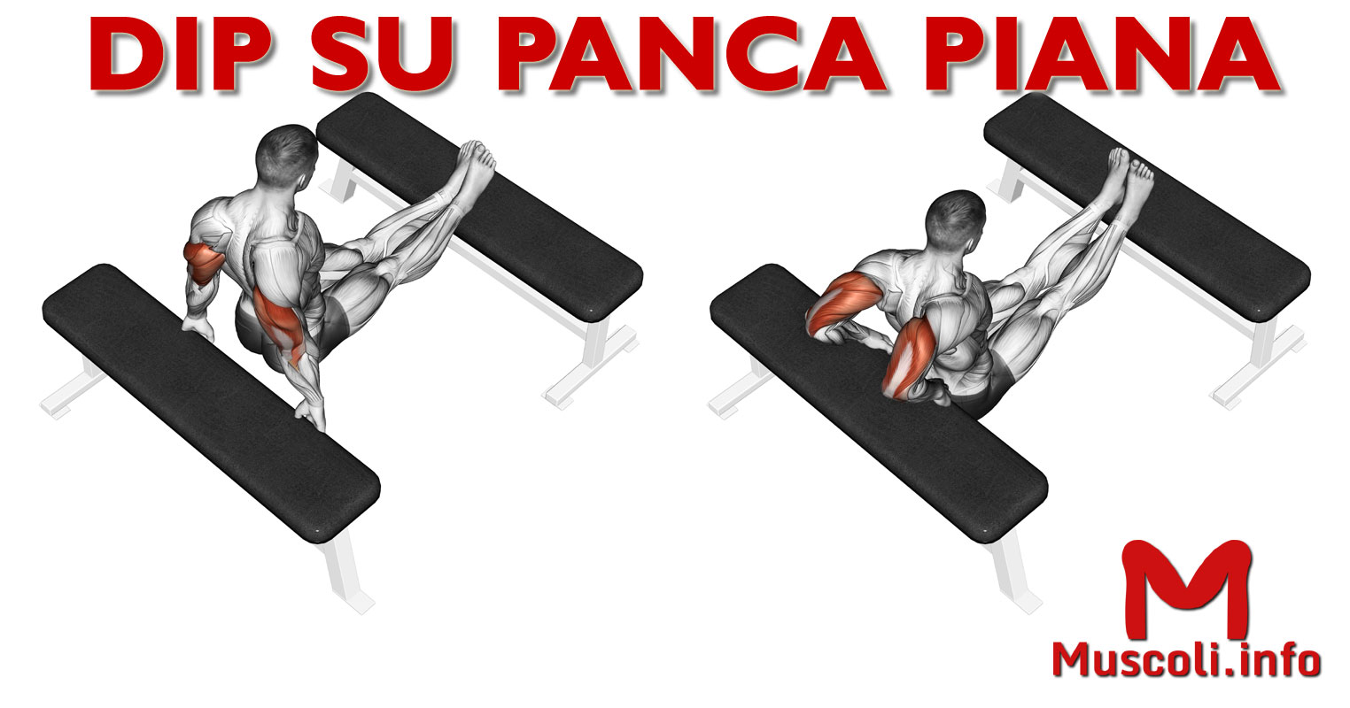 Piegamenti o Dip su panca piana - esercizio per tricipiti - Muscoli.info