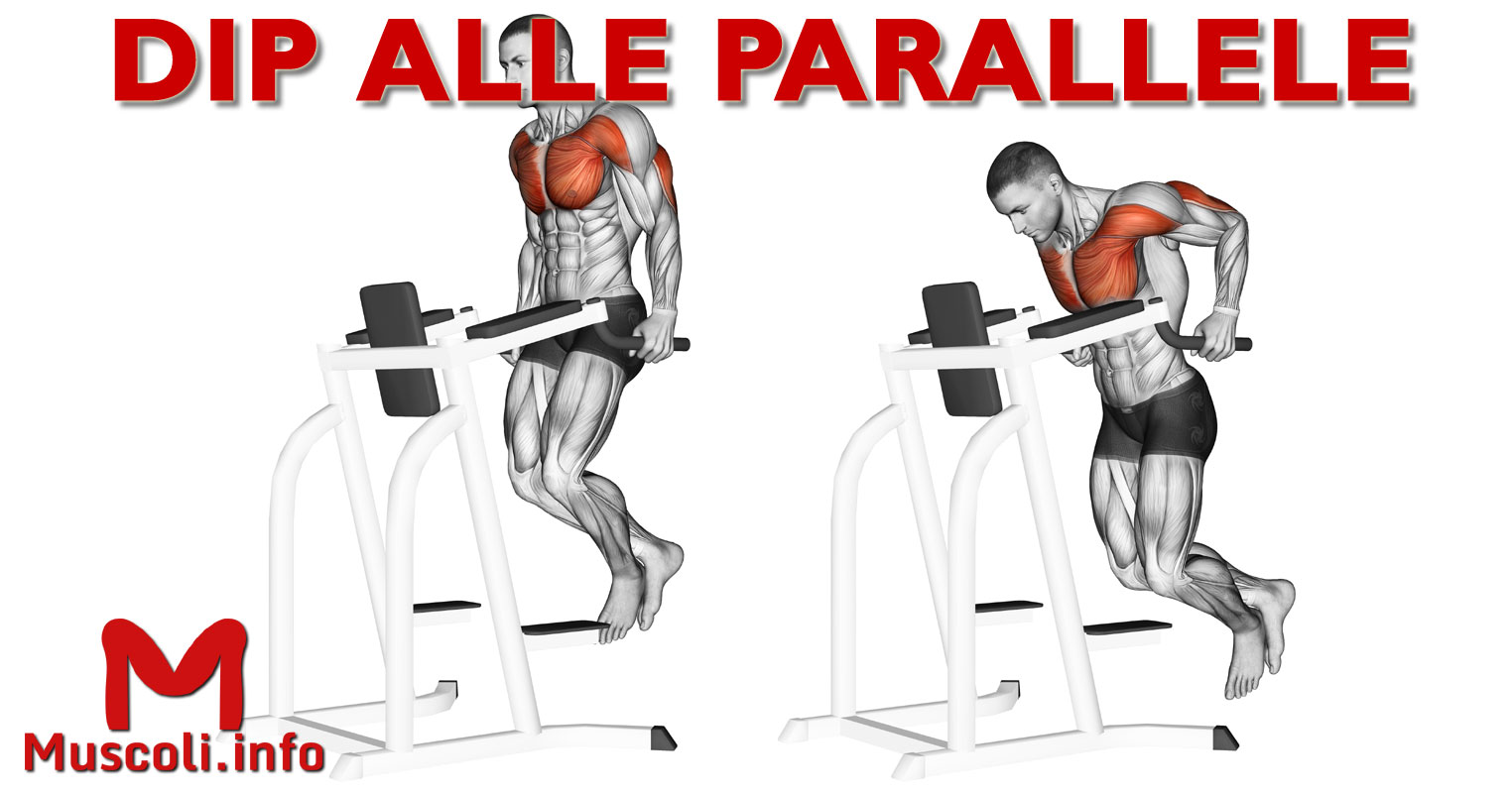 Distensioni o dip alle parallele della sedia del capitano - esercizio ...