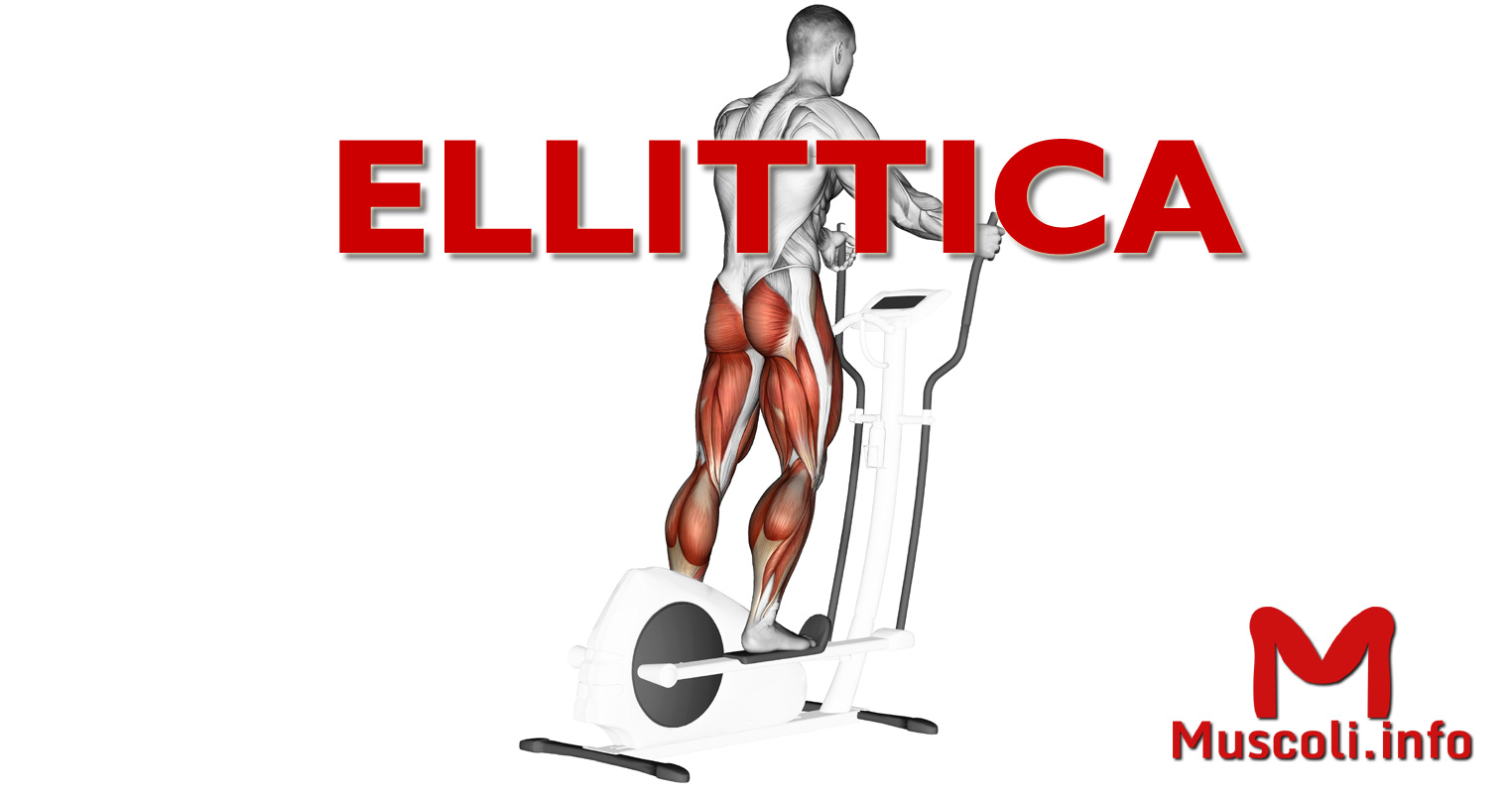 Ellittica - esercizio cardio per quadricipiti - Muscoli.info