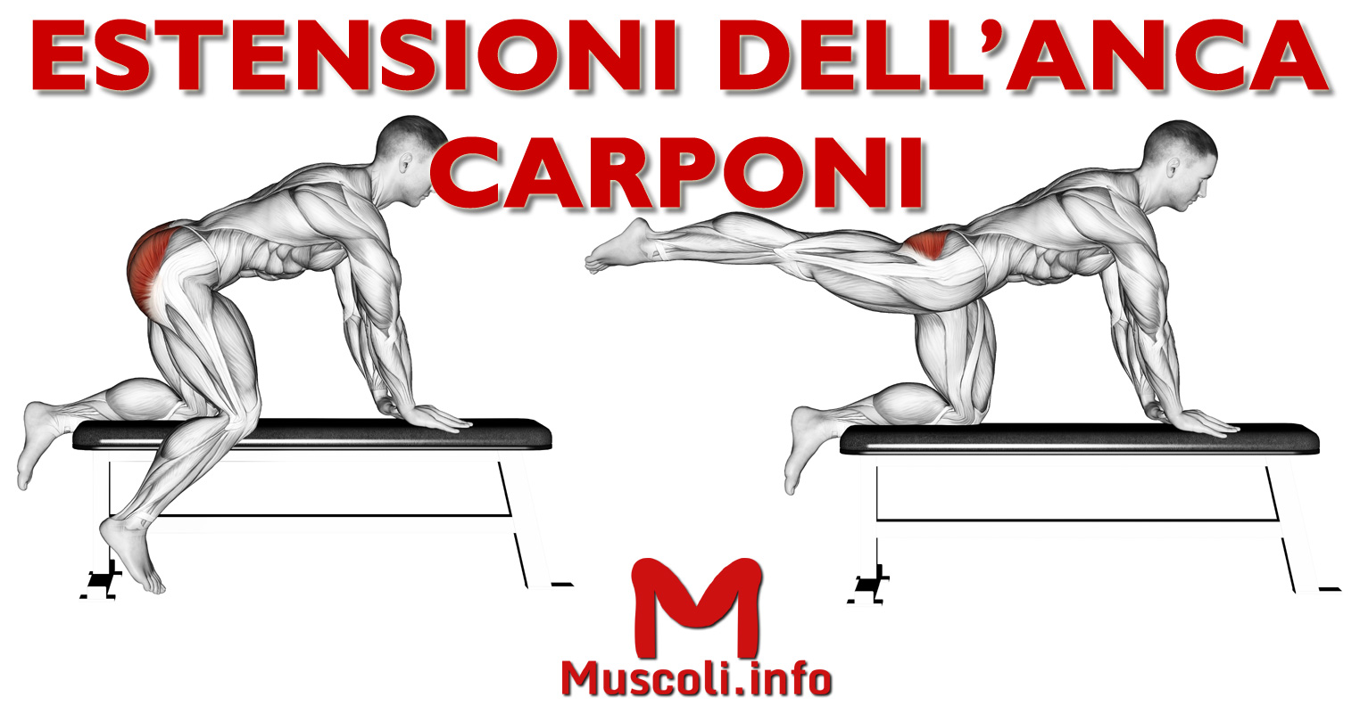 Estensioni dell’anca o slanci posteriori carponi a terra - esercizio ...