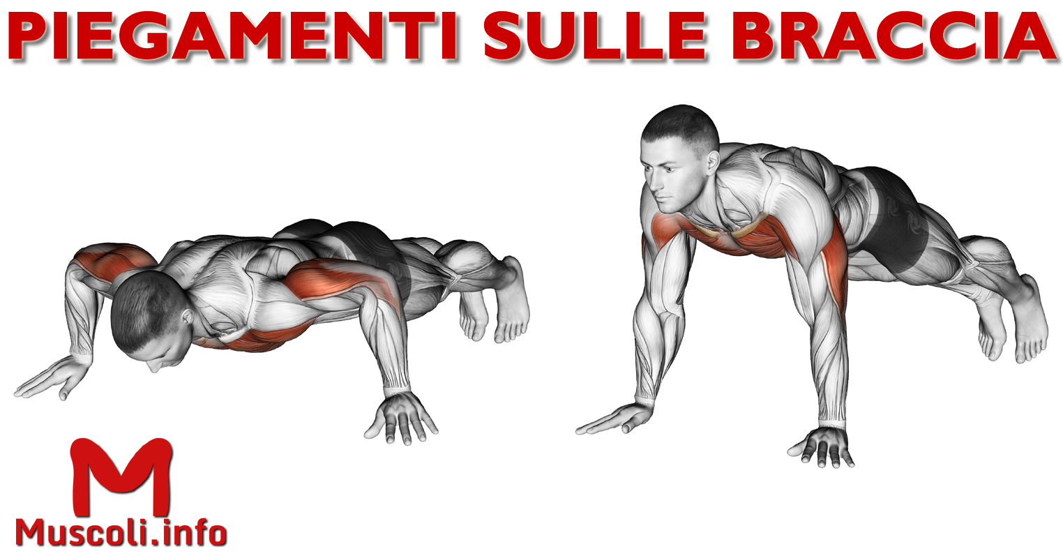 Piegamenti sulle braccia - esercizio per pettorali - Muscoli.info