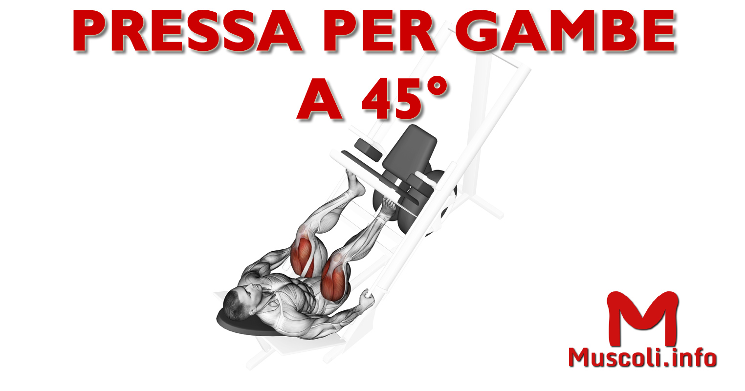 Pressa per gambe a 45° - esercizio per quadricipiti - Muscoli.info