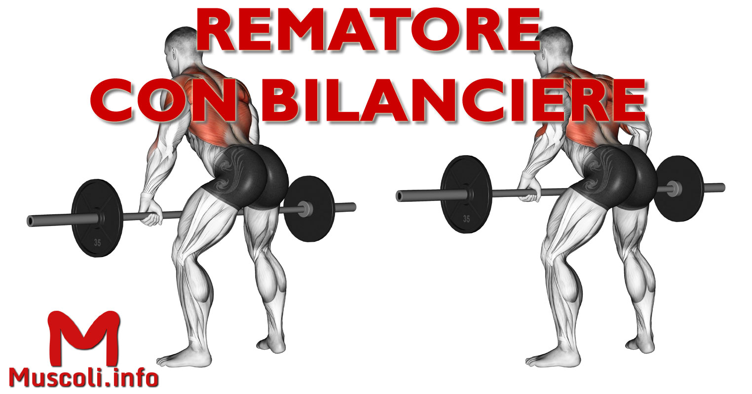 Rematore con bilanciere - esercizio per dorsali - Muscoli.info