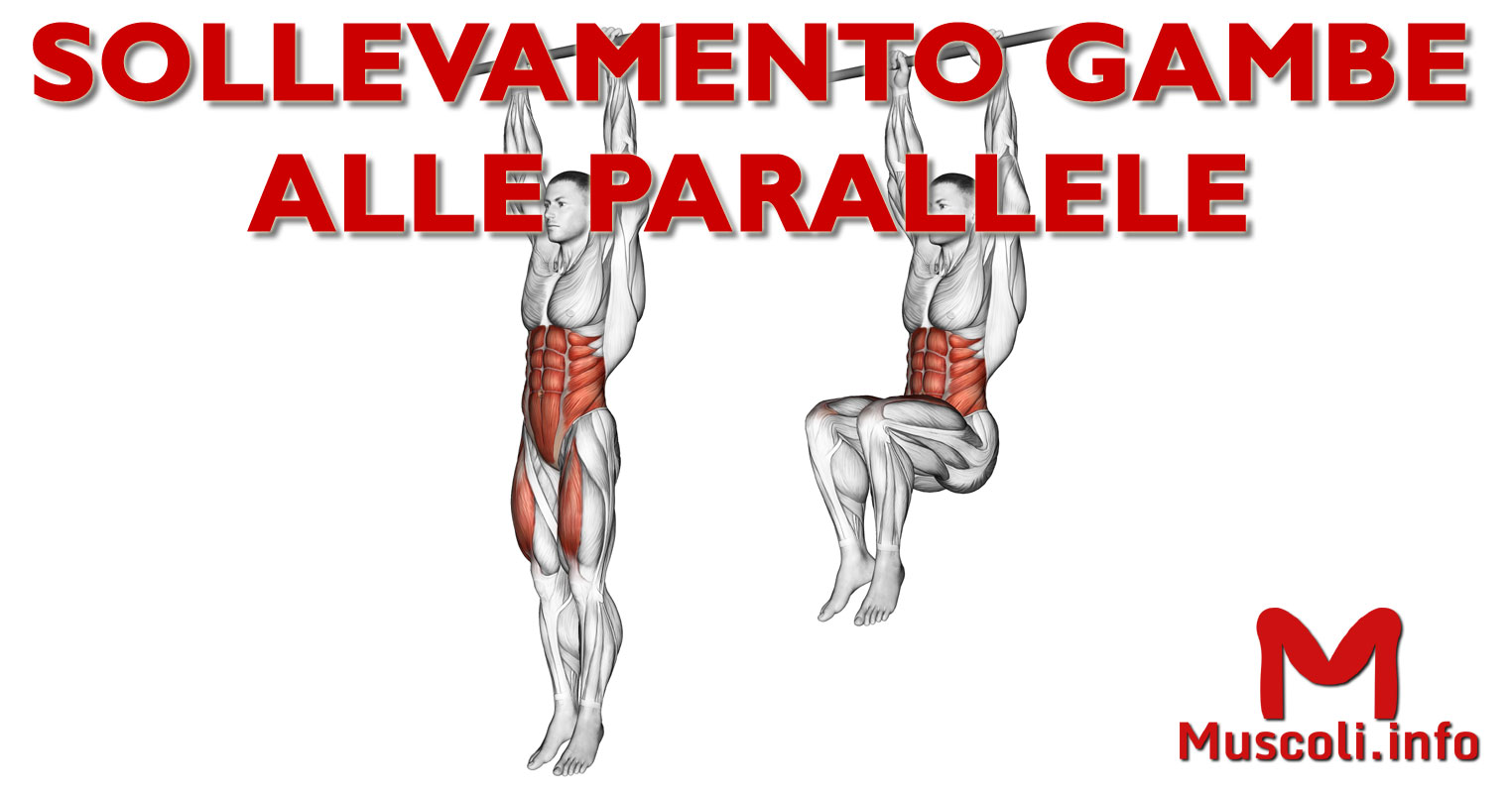 Sollevamento gambe alle parallele - esercizio per addominali - Muscoli.info